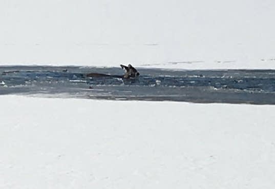 The people who help a drowning deer | MPR News