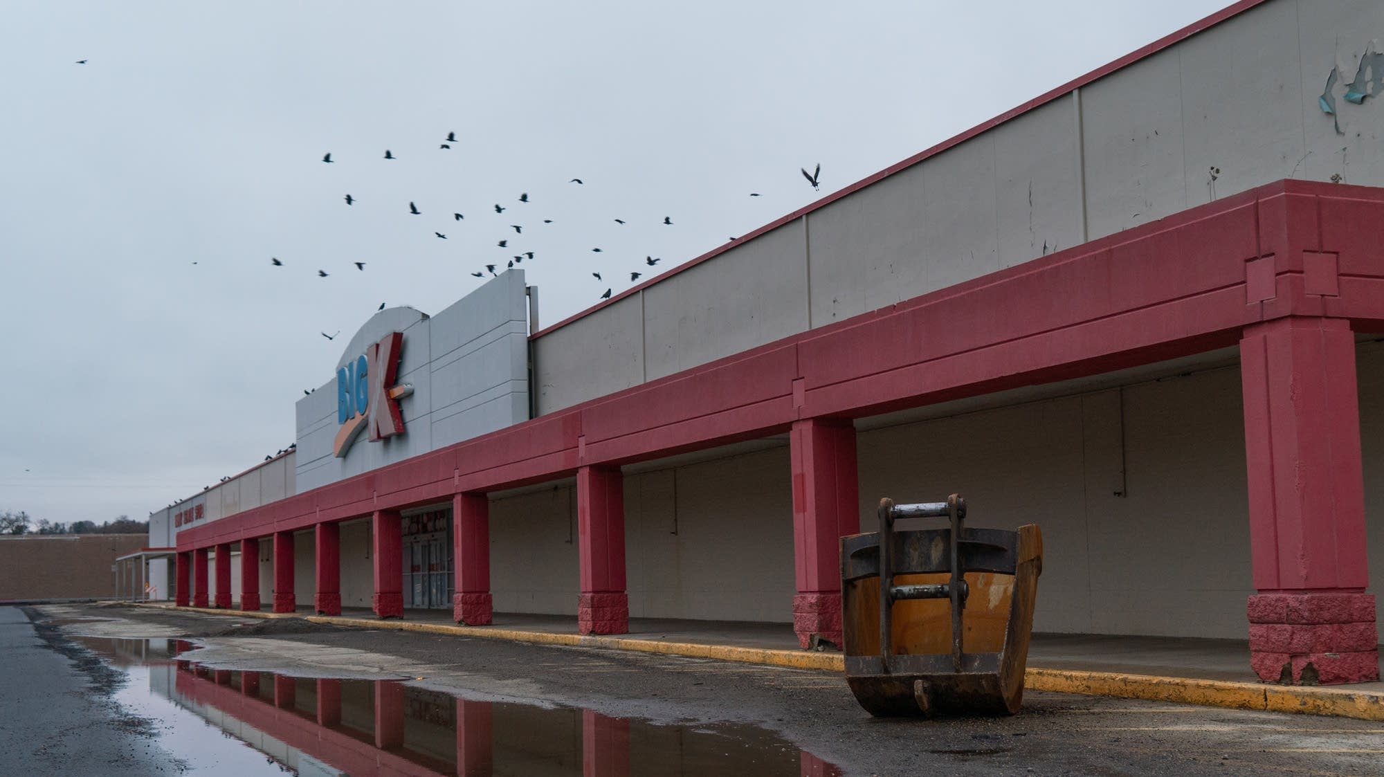 MPR News AM Update: Rochester’s epic struggle with crows | MPR News