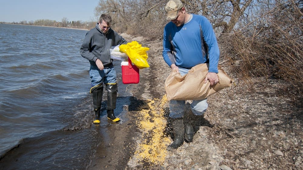 DNR may test waterfowl blood for bird flu | MPR News