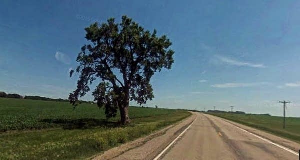 End of the line coming for Watson’s Mile Tree | MPR News