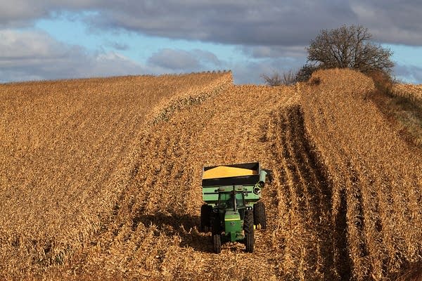 Photos: Harvest season in Minnesota | MPR News