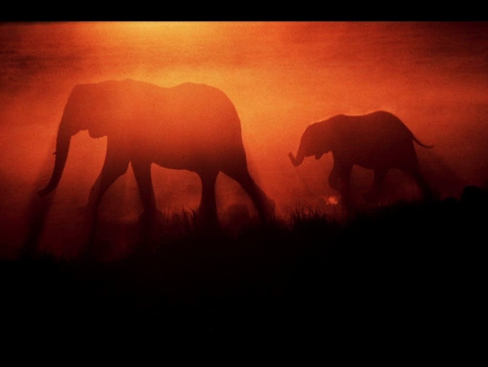 National Geographic photographer Annie Griffiths on life behind the ...