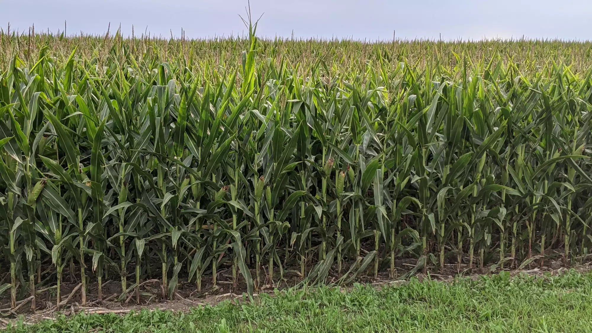 Minnesota crops holding up pretty good heading into fall season | MPR News