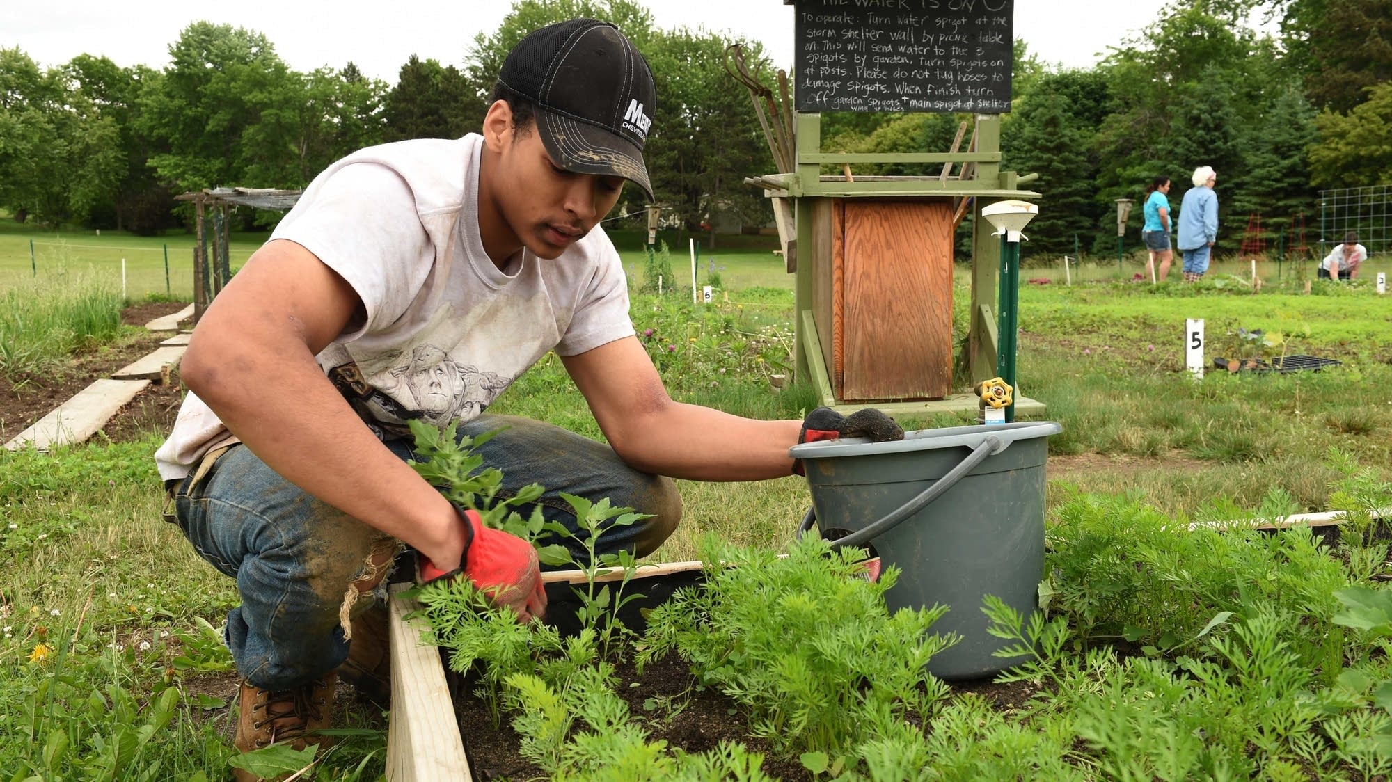 Lake Elmo youth garden raises spirits -- as well as veggies | MPR News