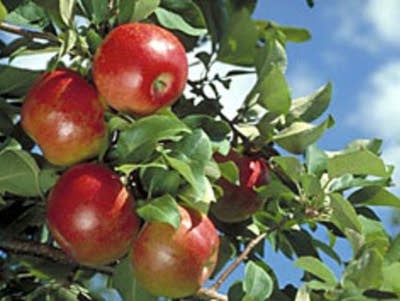 Honeycrisp apple joins the list of Minnesota state symbols | MPR News