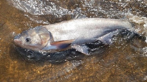DNR: Invasive silver carp found for first time in St. Croix River | MPR ...