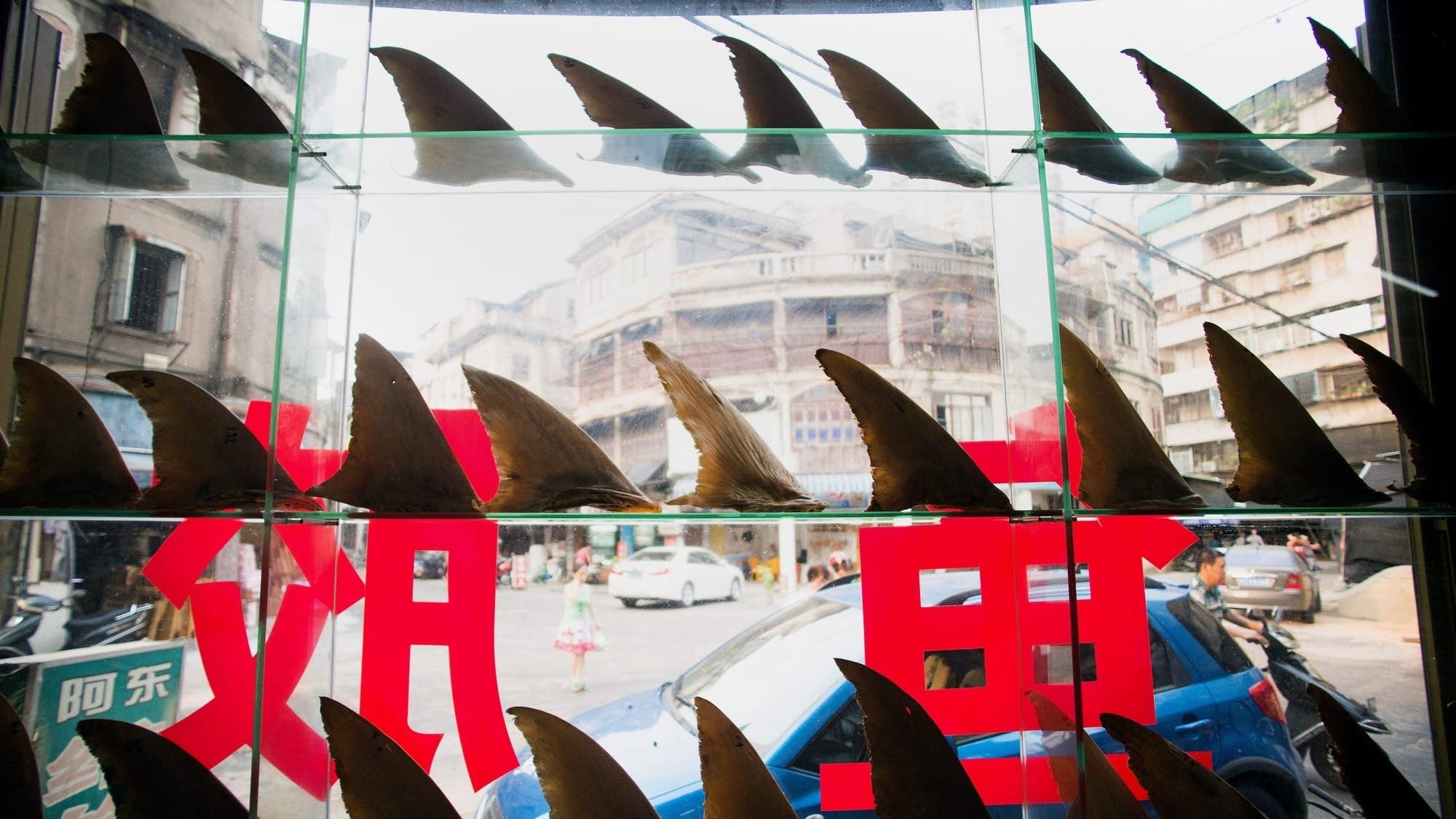 Inside the illicit shark fin trade threatening shark populations ...