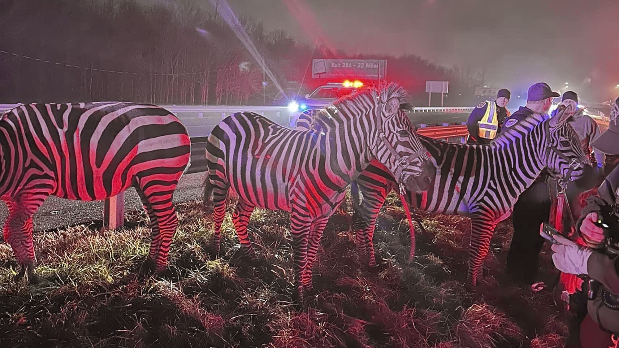 Zebras, camels and flames, oh my! Circus animals rescued after truck catches fire on Indiana ...