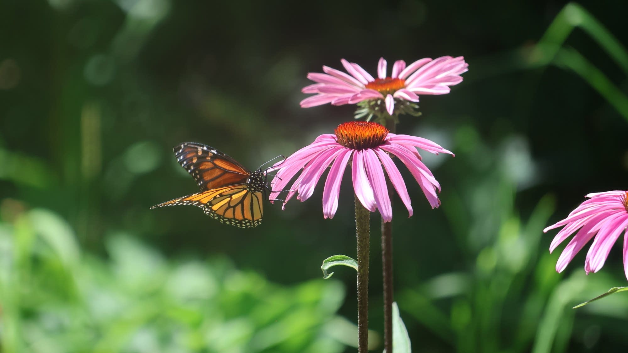 Minnesota group uses artificial intelligence to aid monarch butterflies ...