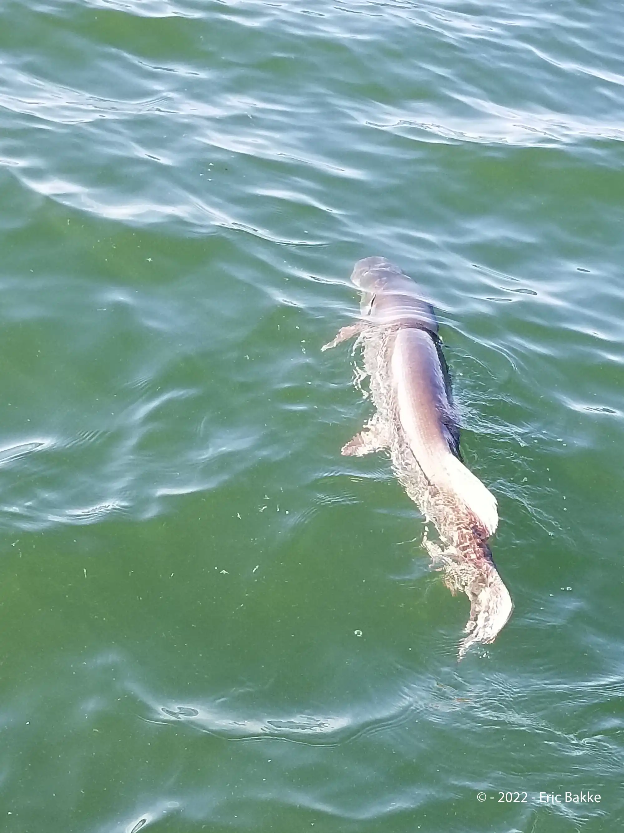 Muskie In Water Muskie Vs Pike: An Angler's Guide | Outdoor Life