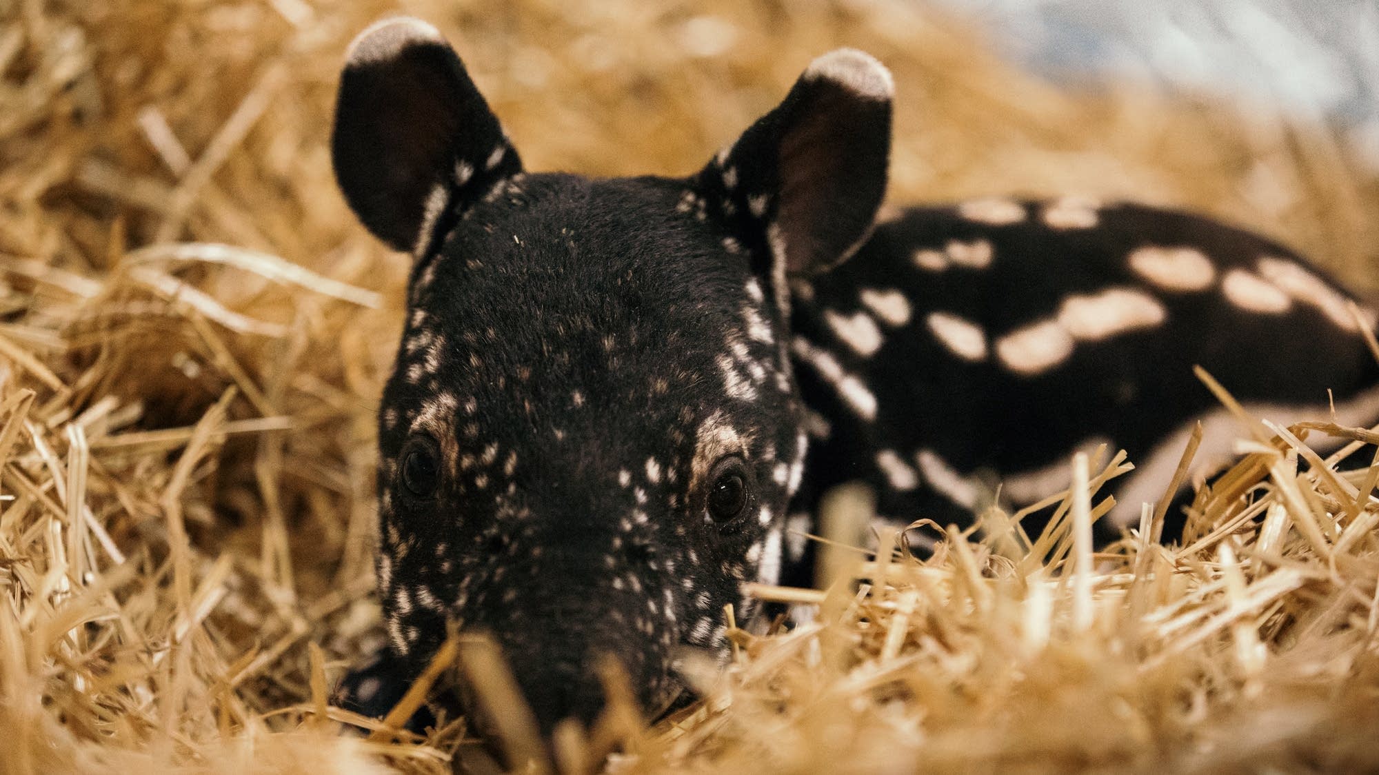 'Furry watermelon with legs': MN Zoo welcomes baby Malayan tapir | MPR News