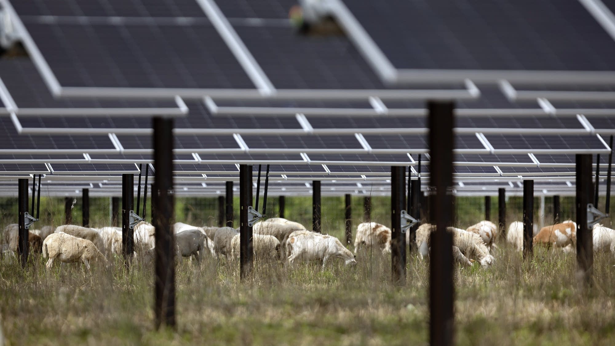 Sheep helping keep prairie in check at solar project | MPR News