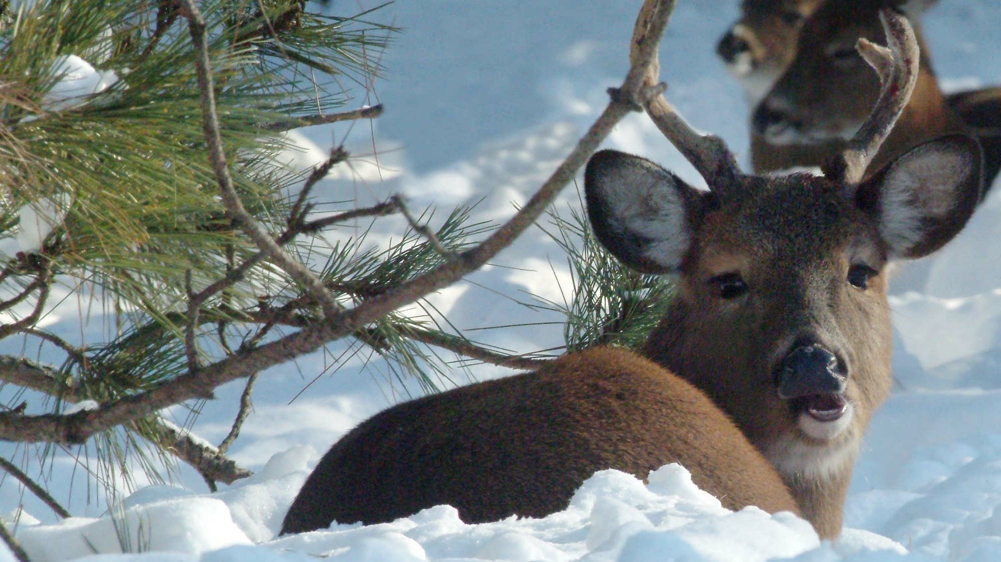 Deer are catching the COVID-19 virus. What does that mean for humans ...