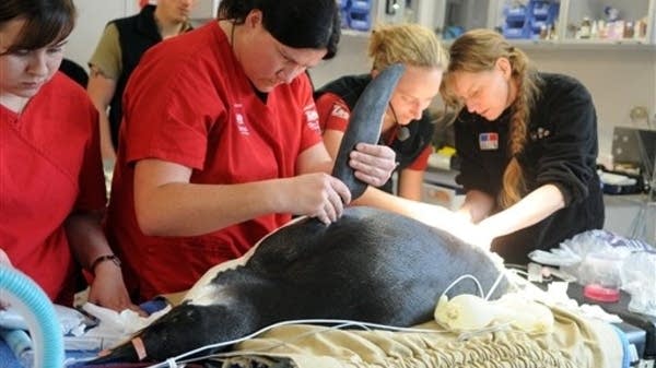 Stranded penguin moved to New Zealand zoo | MPR News