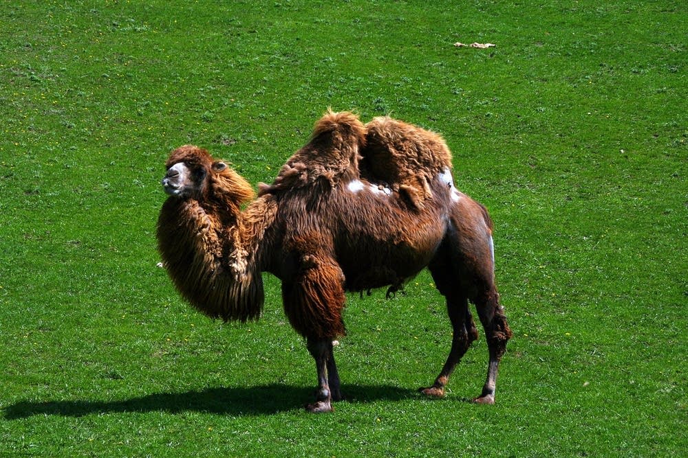Slideshow: Springtime at the Minnesota Zoo | MPR News