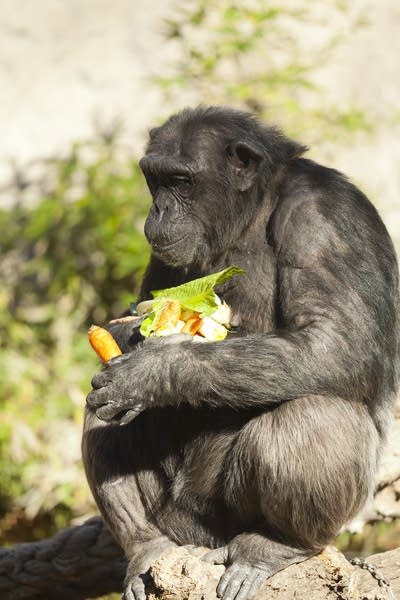 The Ape and the Sushi Master | The Splendid Table