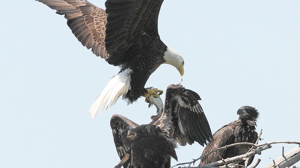 DNR: Wolves, bald eagles no longer endangered; lynx & pocket gopher on ...