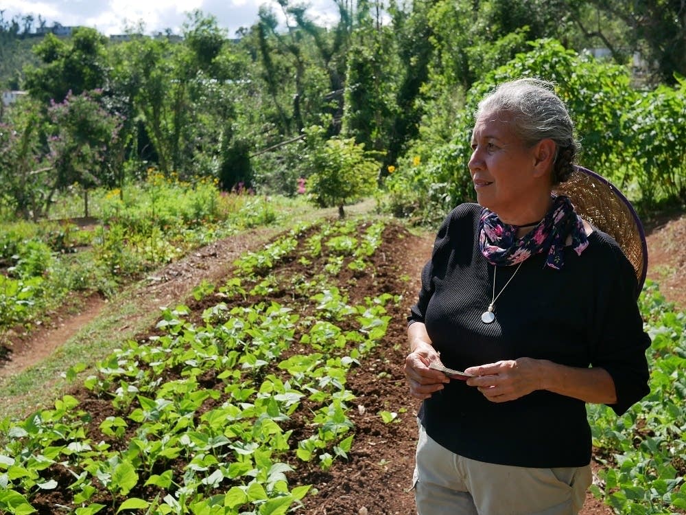 Seed airlift brings hope to Puerto Rico's devastated food supply | The ...