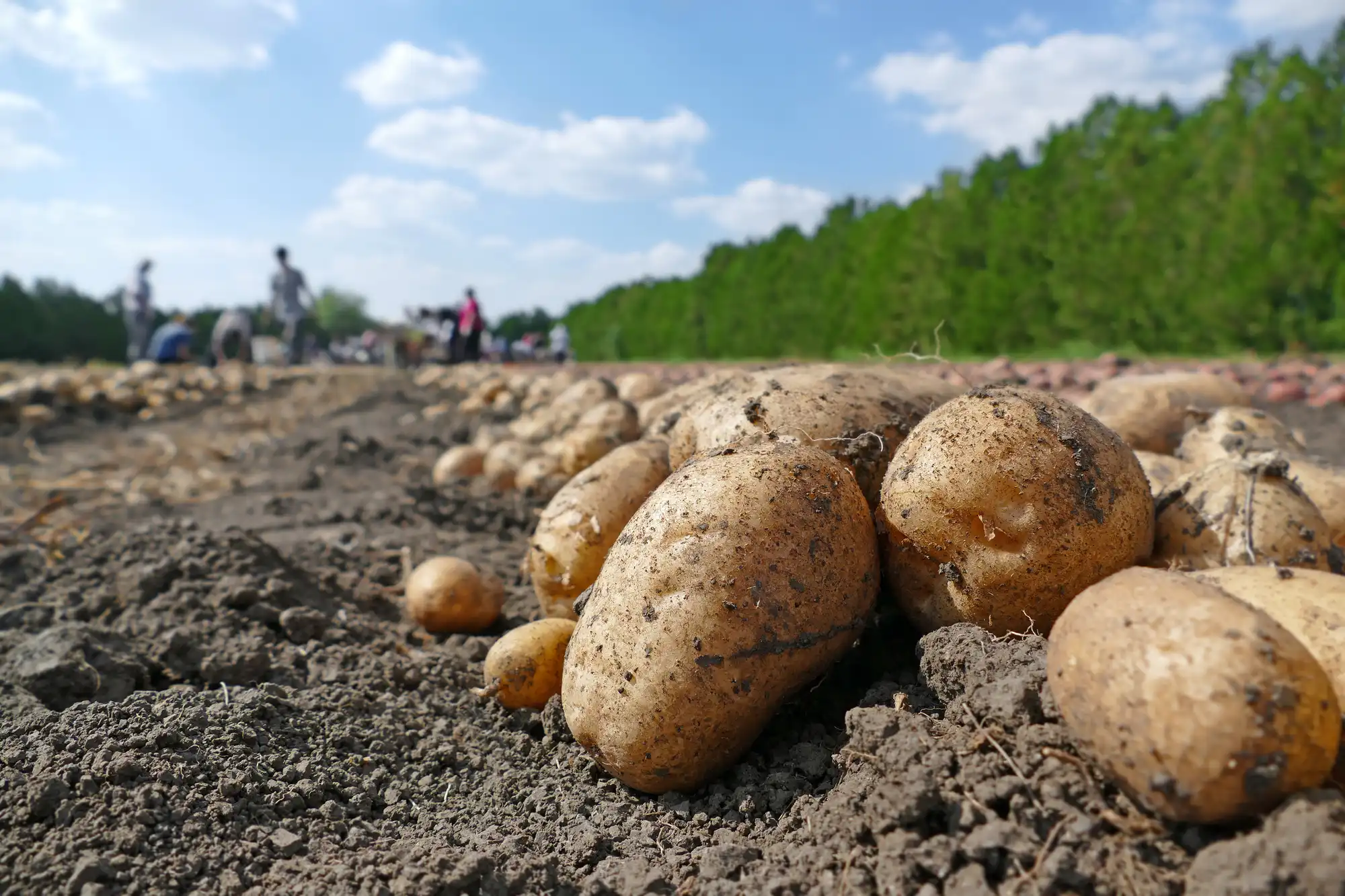 Potato wart outbreak leads to Canada stopping its spuds from heading to ...