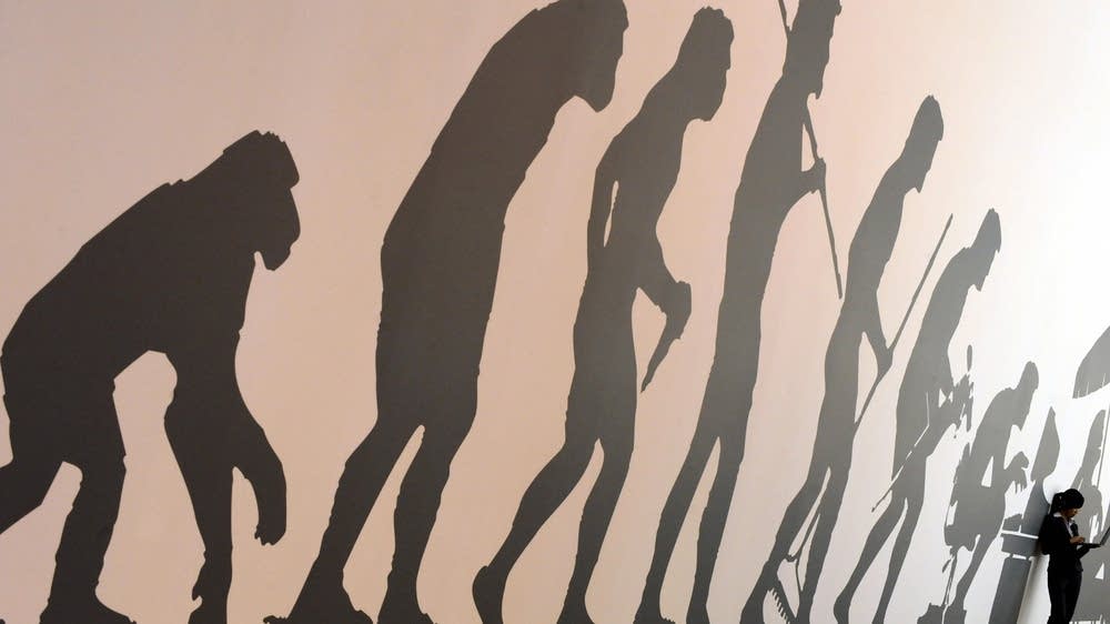 Humans vs. animals, a comparative study | MPR News