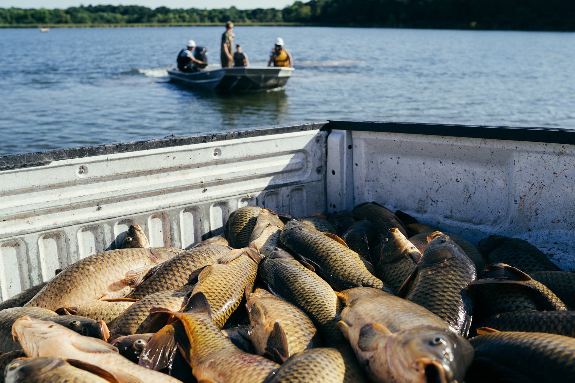 Photos: Common carp are being removed from Minn. lakes by the truckload ...