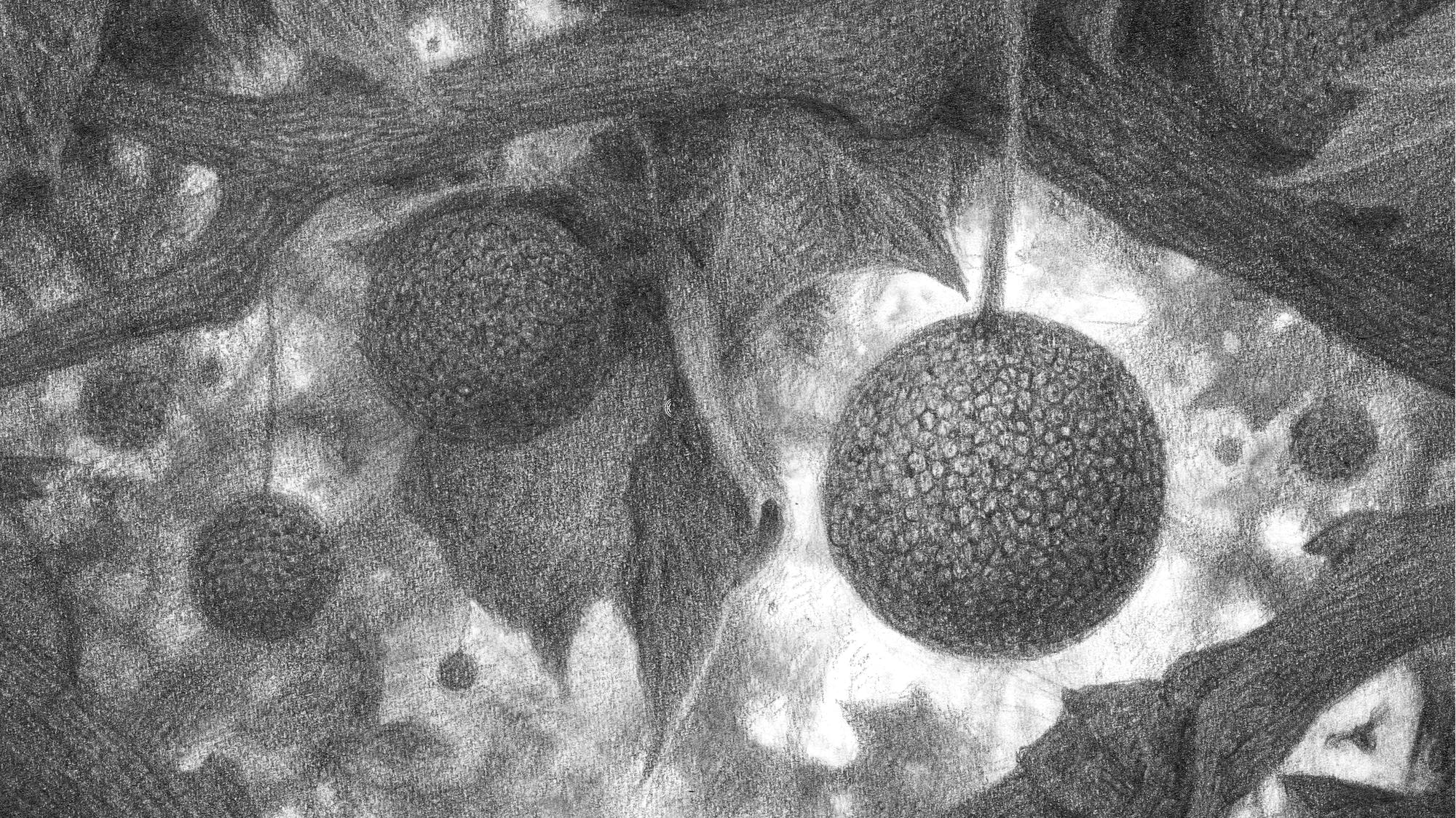 Author Brian Selznick explores nature's point of view in the 500 pages ...