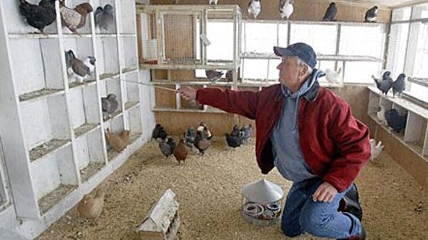 Minnesota man raises award-winning pigeons | MPR News