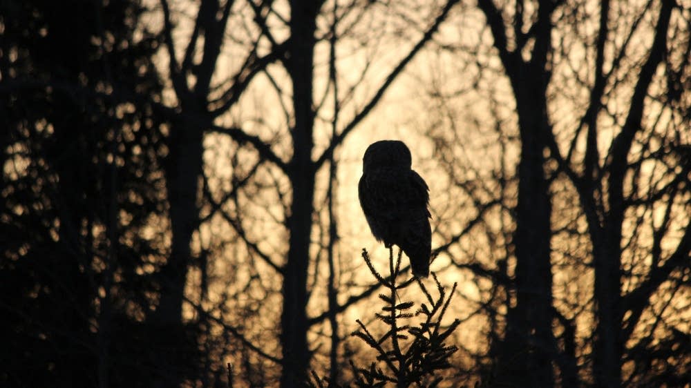 Minnesota Scenes: Your March | MPR News