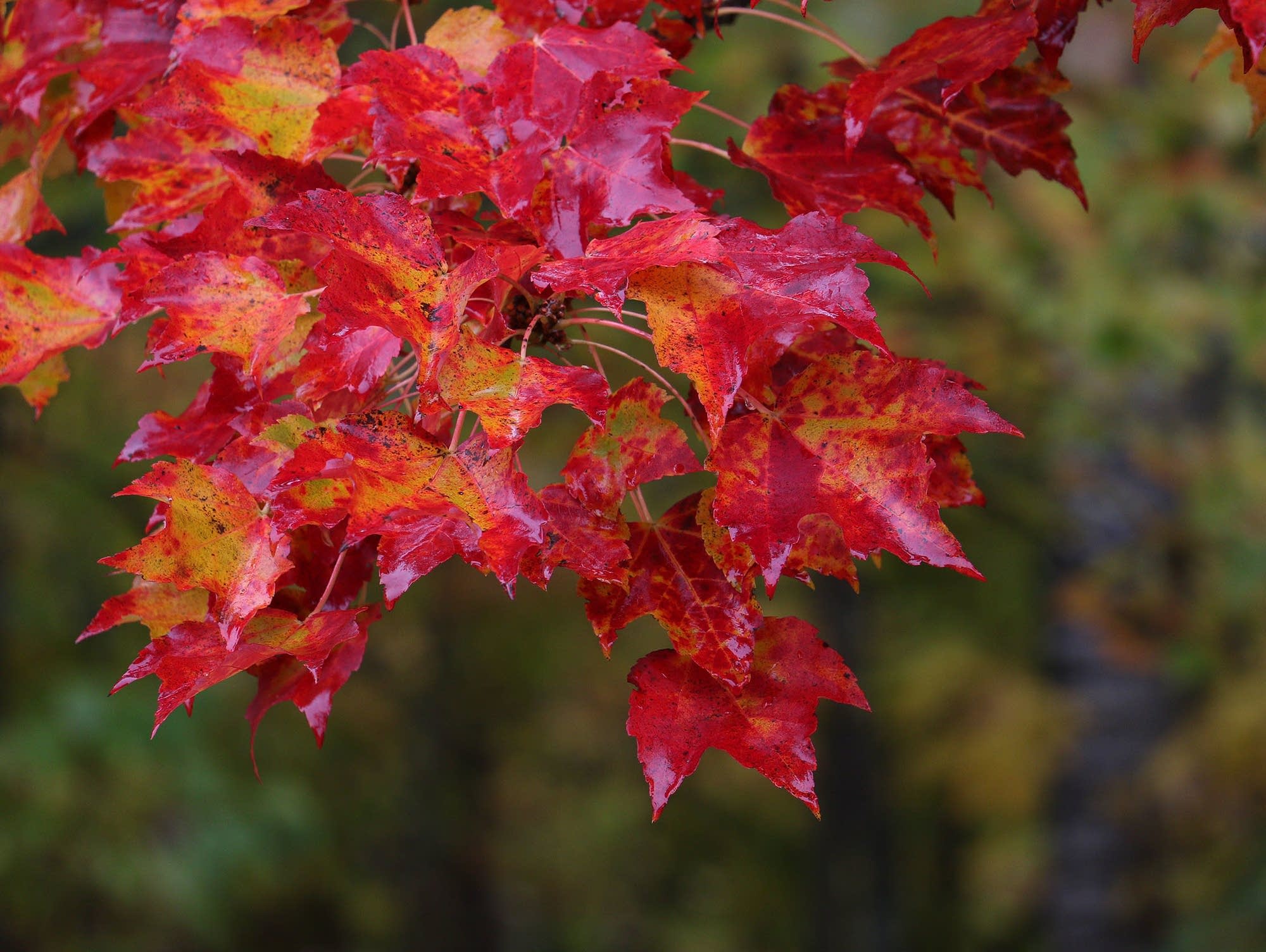 50 Shades Of Hey Minnesota s Best Places For Weekend Fall Color