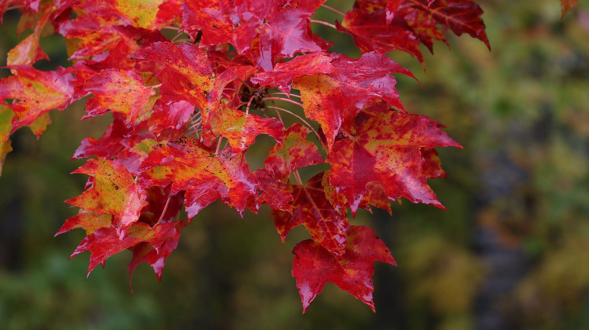 50 shades of 'Hey!' Minnesota's best places for weekend fall color ...