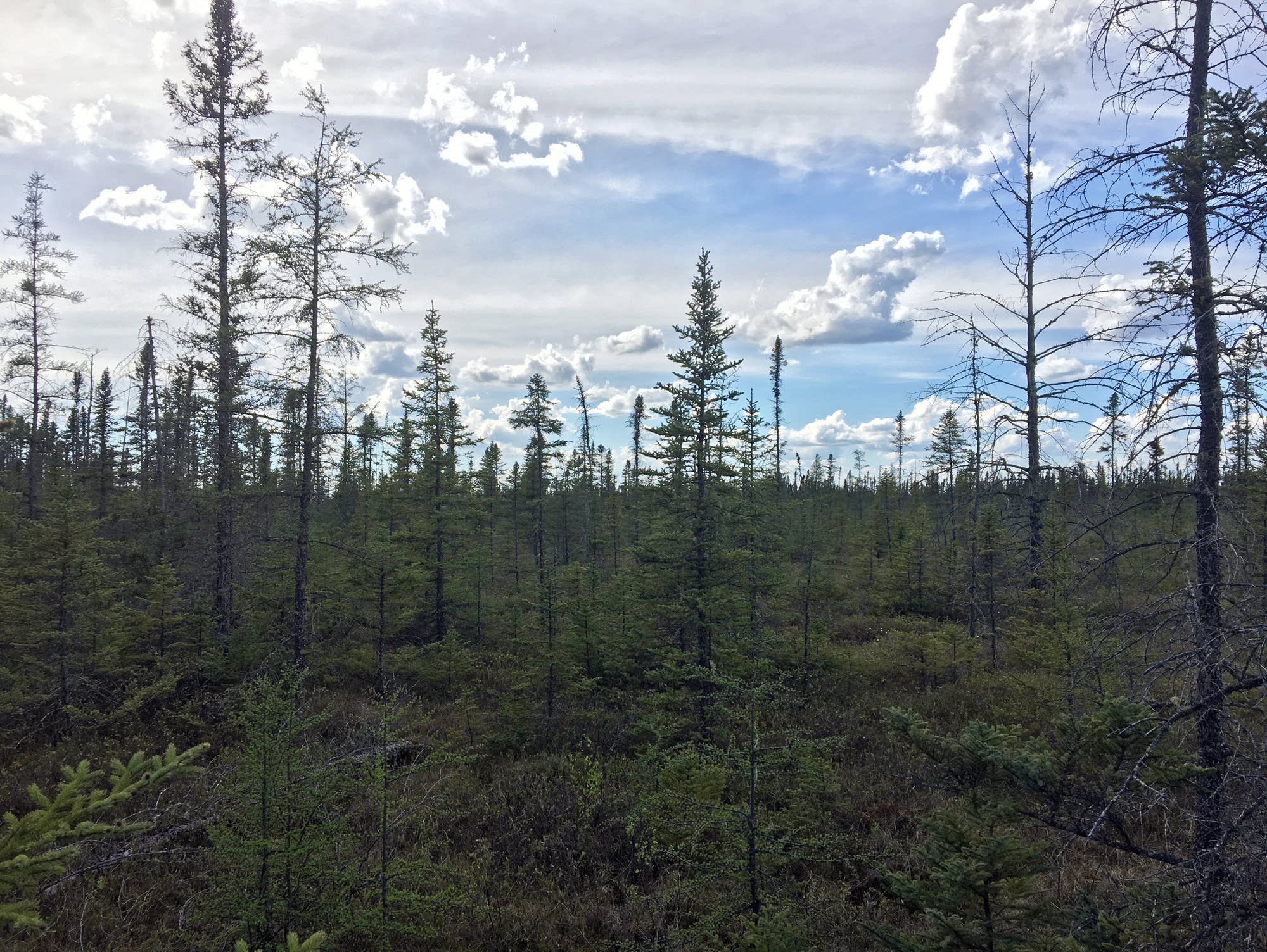 A biodiversity road trip to the headwaters - and a really big bog | MPR ...