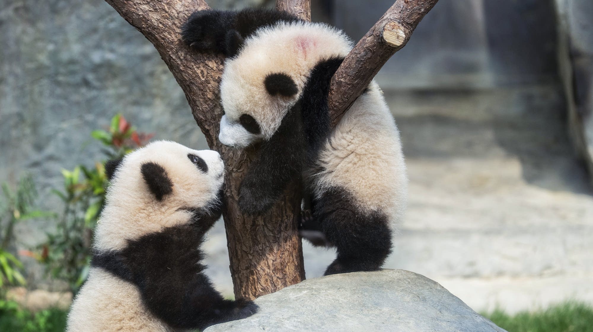 Hong Kong residents compete to name twin panda cubs who just turned 6 ...