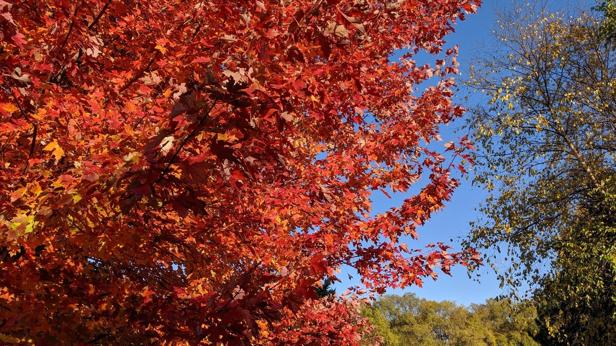 Mild October weekend; rain and thunder Sunday night into Monday | MPR News