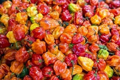 How chili peppers conquered the world (or at least most of it) | The ...
