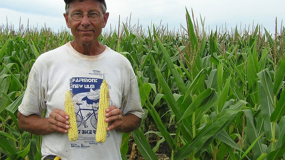 Minnesota cropland values slip as grain prices fall | MPR News