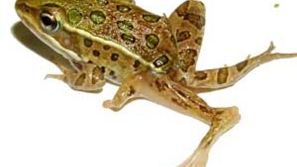 Research points to source of frog deformities | MPR News