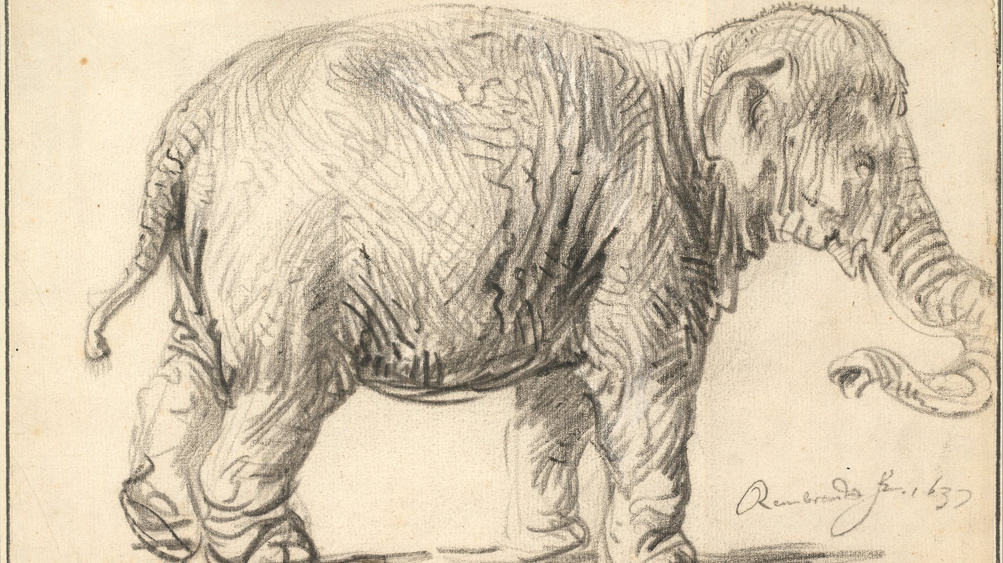 The elephant in the room