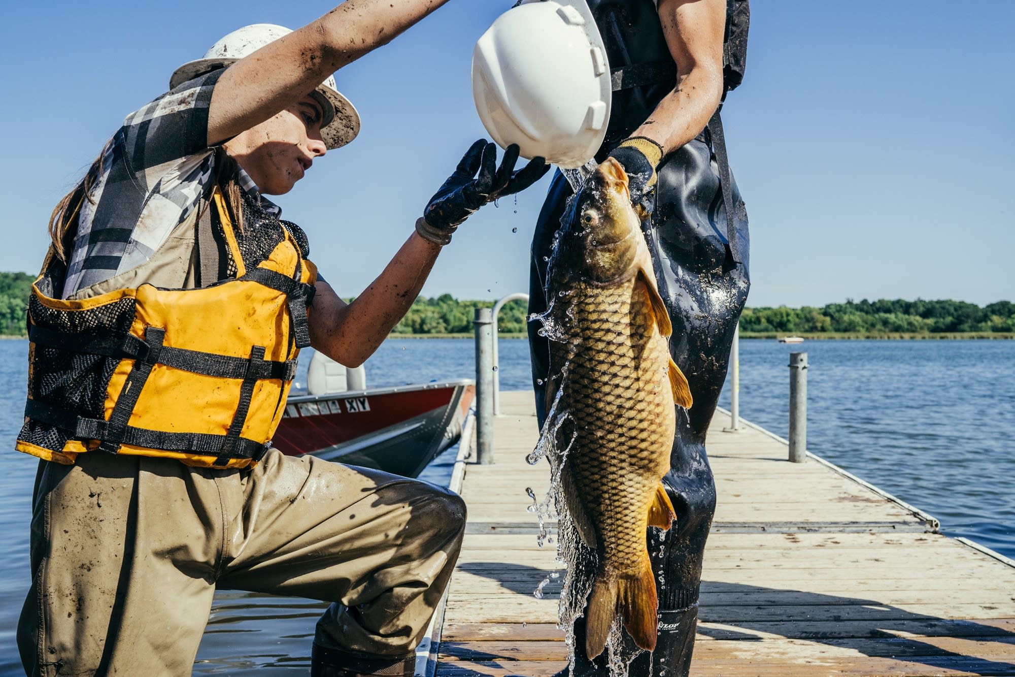 Photos: Common carp are being removed from Minn. lakes by the truckload ...