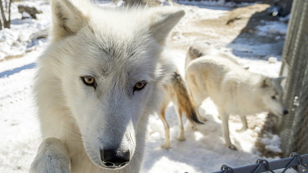 Arctic Wolf Puppies