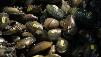 The unnatural history of Minnesota’s freshwater mussels | MPR News