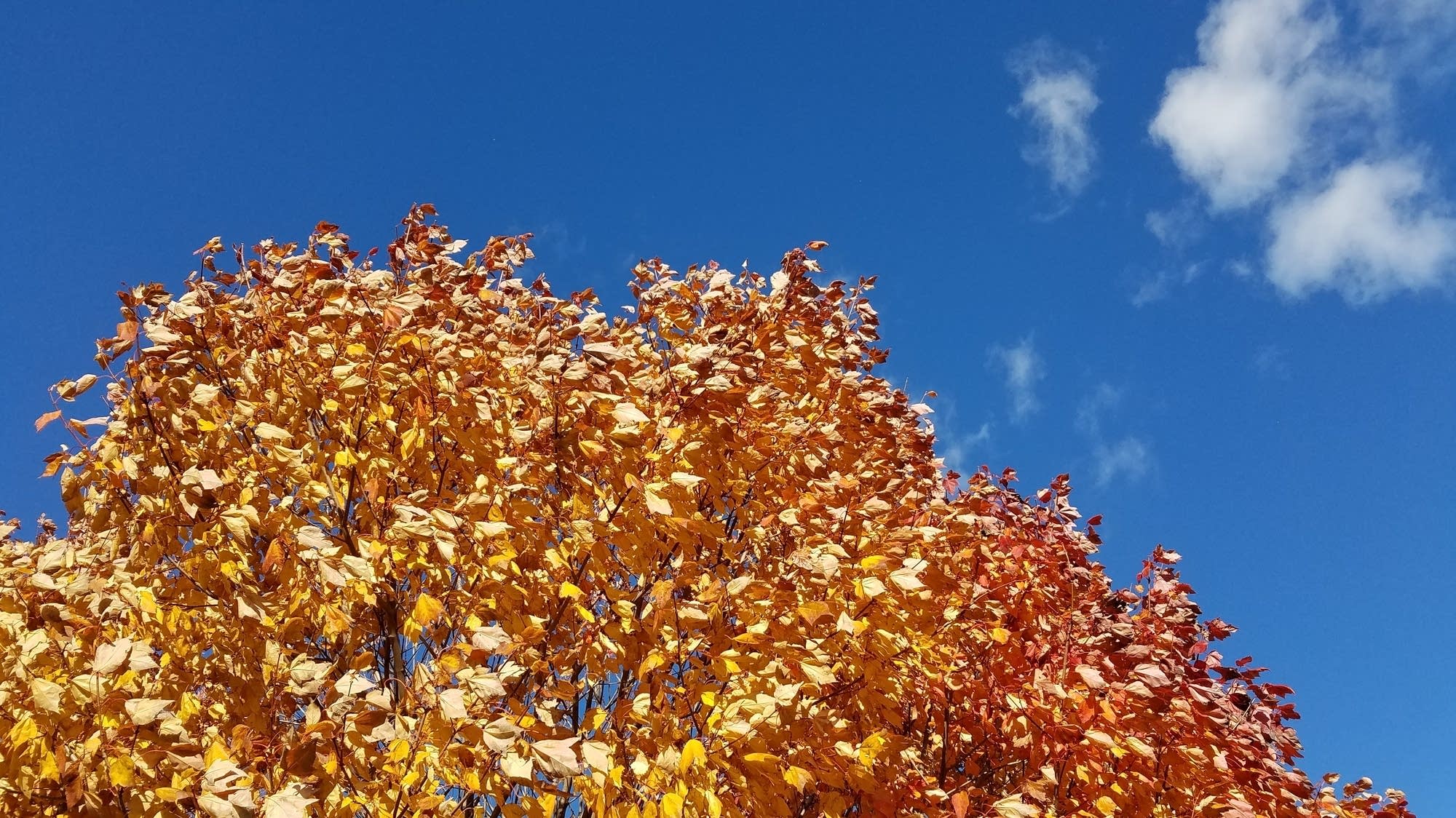 Fall’s best weather ahead; fall color near peak | MPR News