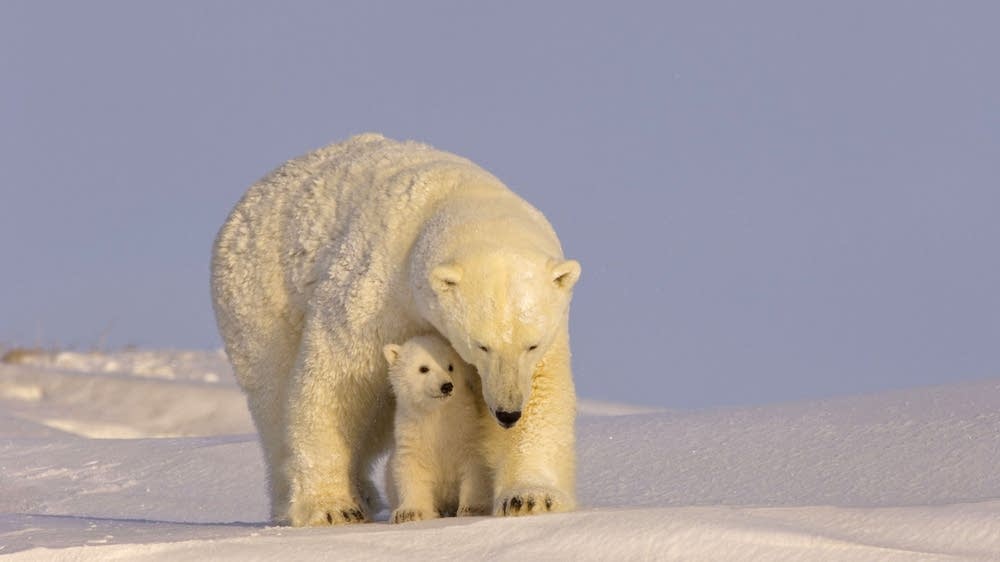 Slideshow: Polar bears in a warming world | MPR News