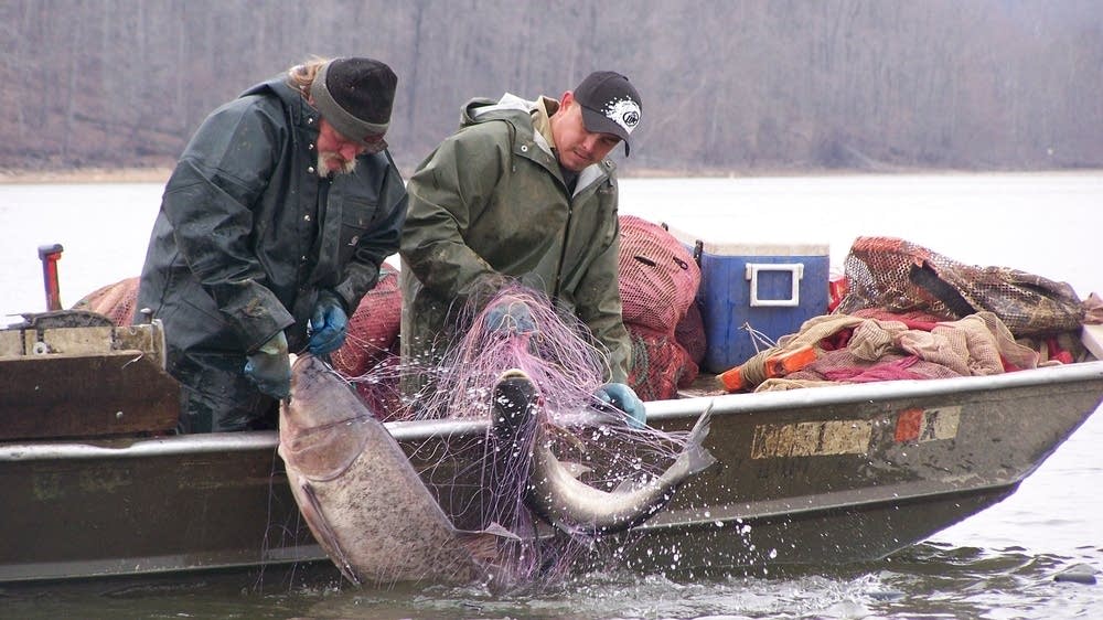 Critics of war on invasive carp decry cost, environmental impact | MPR News