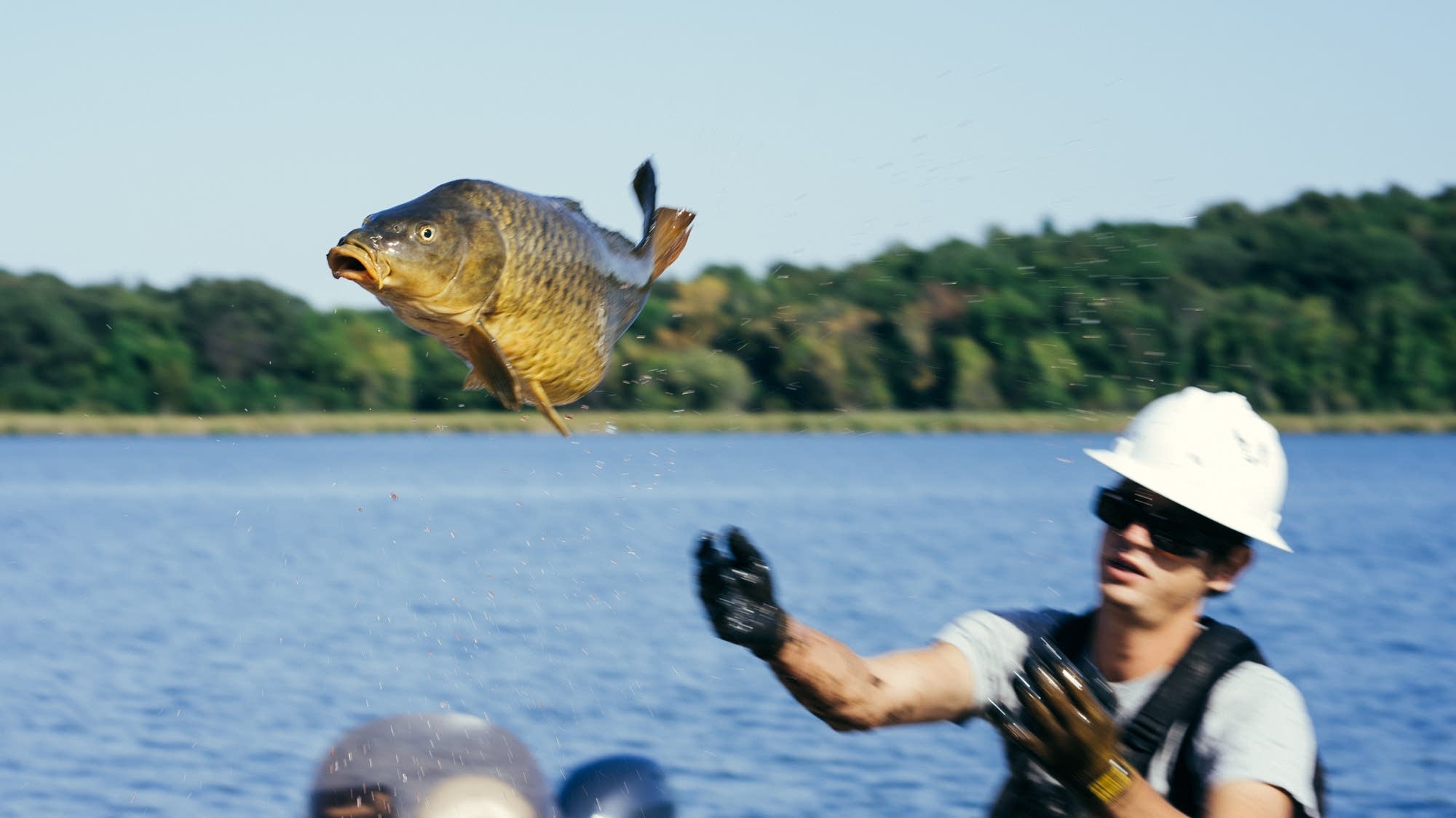 Photos: Common carp are being removed from Minn. lakes by the truckload ...