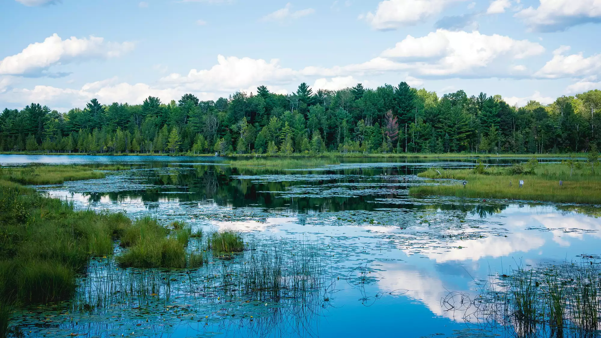 Fred LaBour finds the 'New World' in a Michigan forest