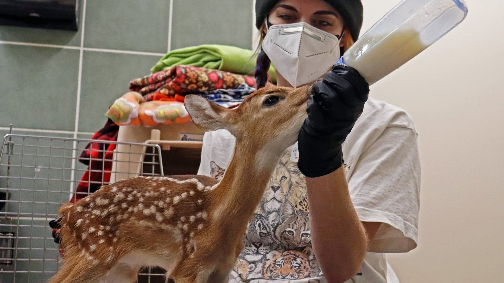One of the busiest wildlife animal hospitals in the world calls ...