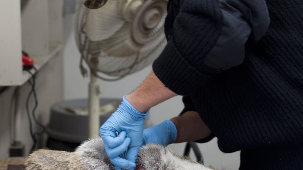 Testing for CWD in deer has turned up nothing -- so far | MPR News