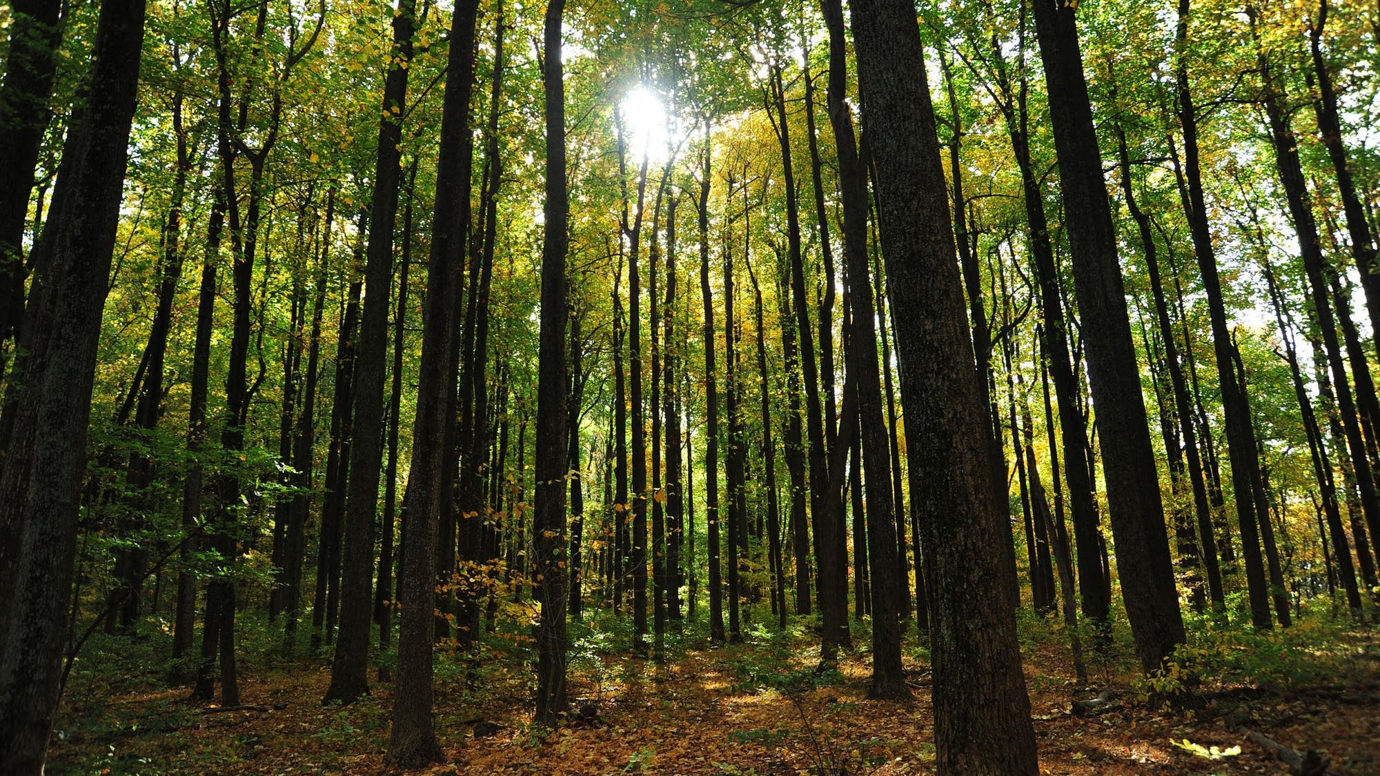 Genetically modified trees arrive in U.S. forests