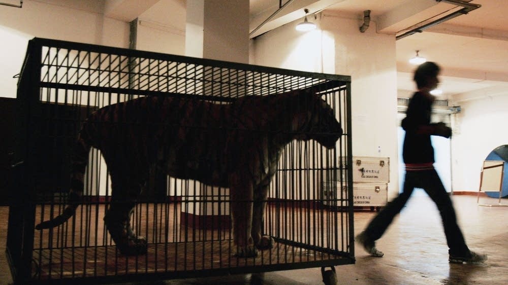 Tiger escape raises safety concerns | MPR News