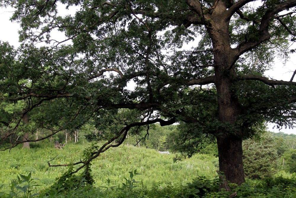 Oak trees' acorn production down across Minnesota this year | MPR News